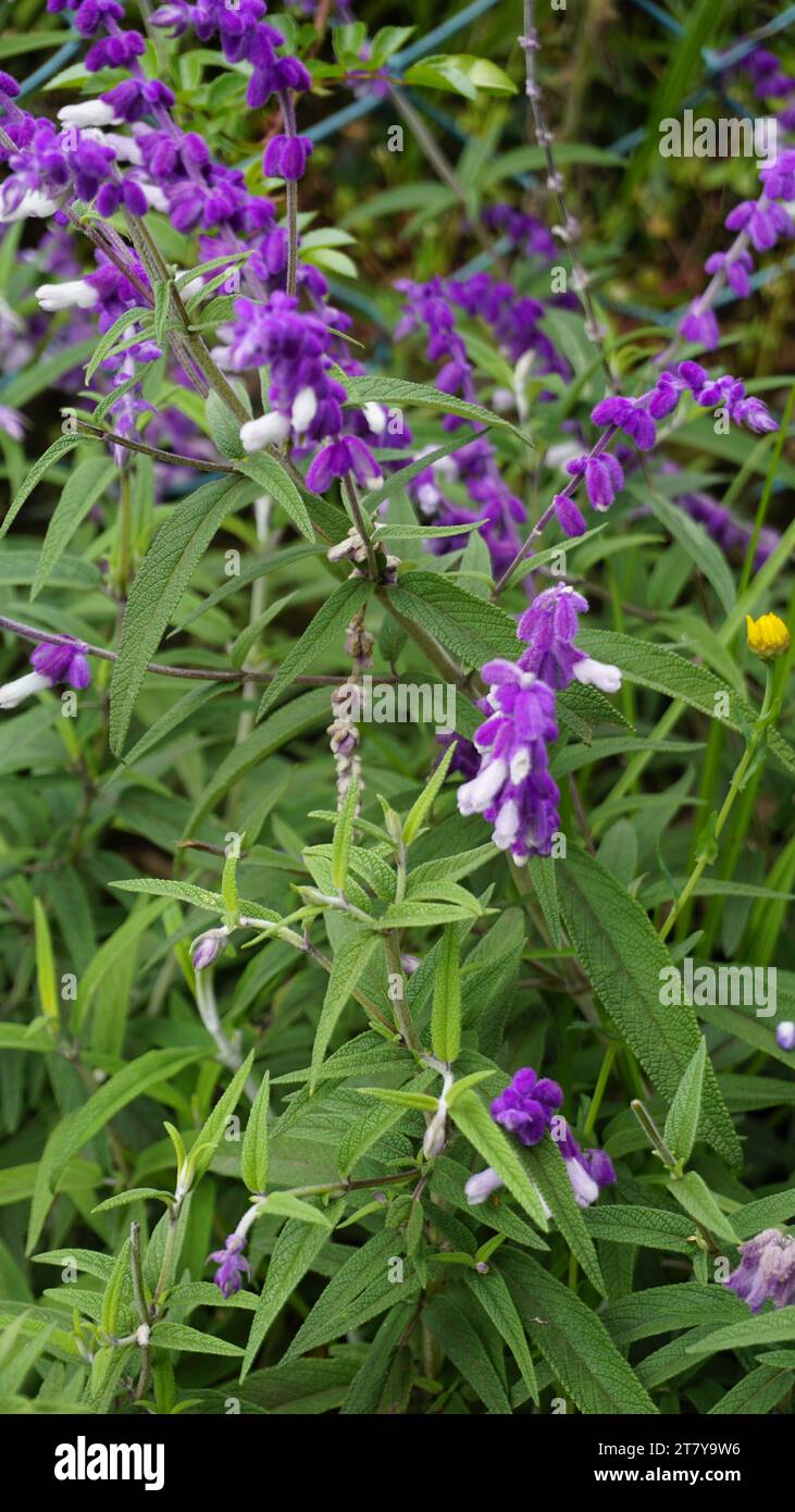 Closeup of beautiful flowers of Salvia leucantha also known as Mexican ...