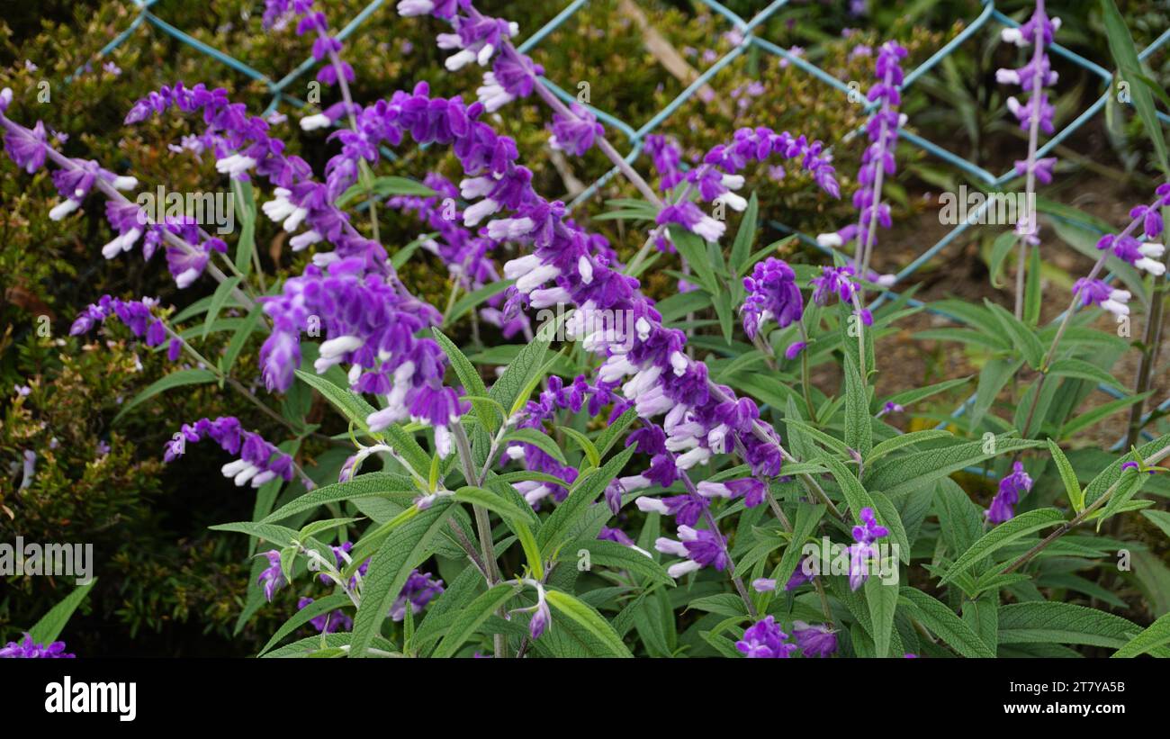 Closeup of beautiful flowers of Salvia leucantha also known as Mexican ...