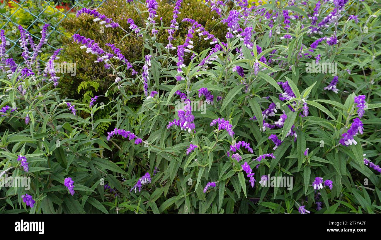 Closeup of beautiful flowers of Salvia leucantha also known as Mexican ...