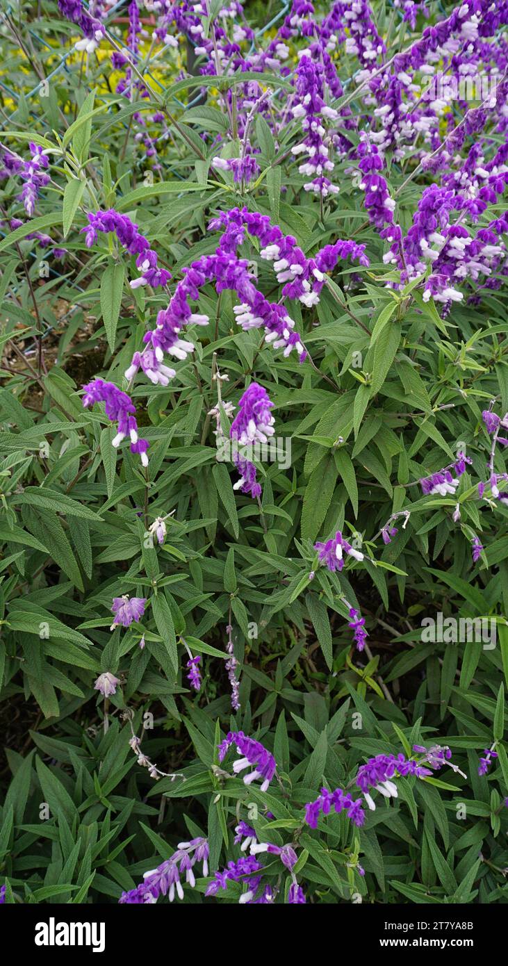 Closeup of beautiful flowers of Salvia leucantha also known as Mexican ...
