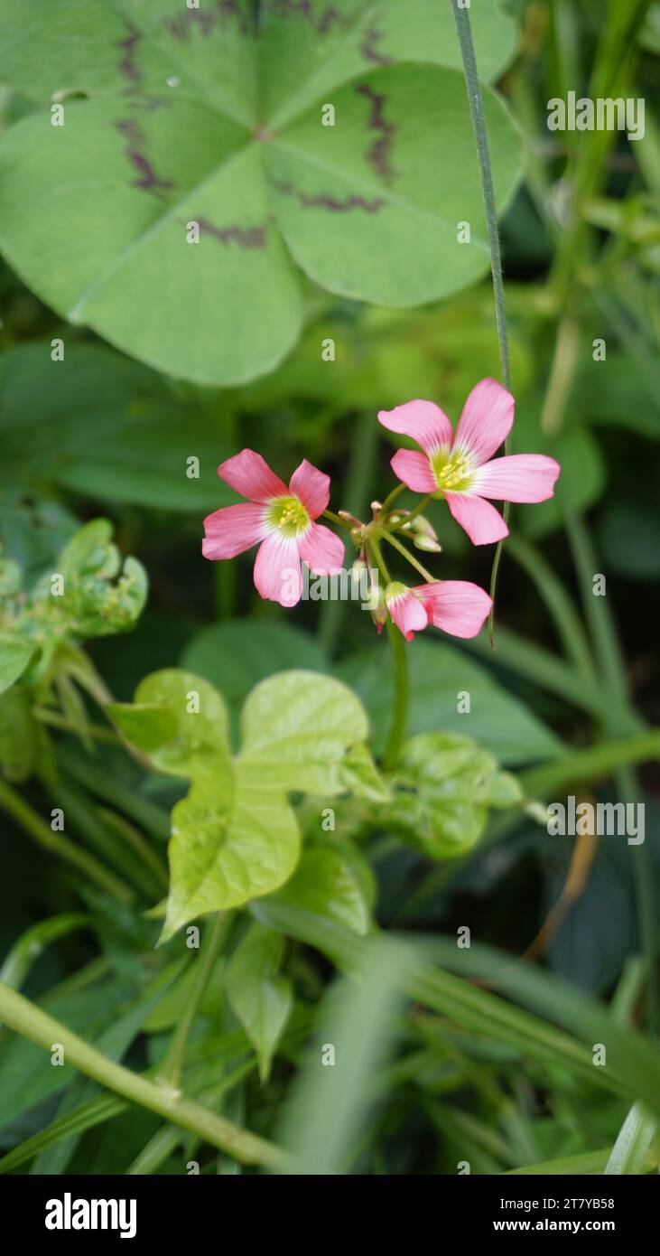Closeup of beautiful flowers of Oxalis tetraphylla also known as Iron ...