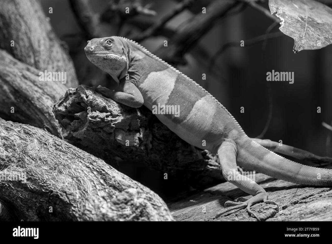 lizards and snakes in germany Stock Photo - Alamy