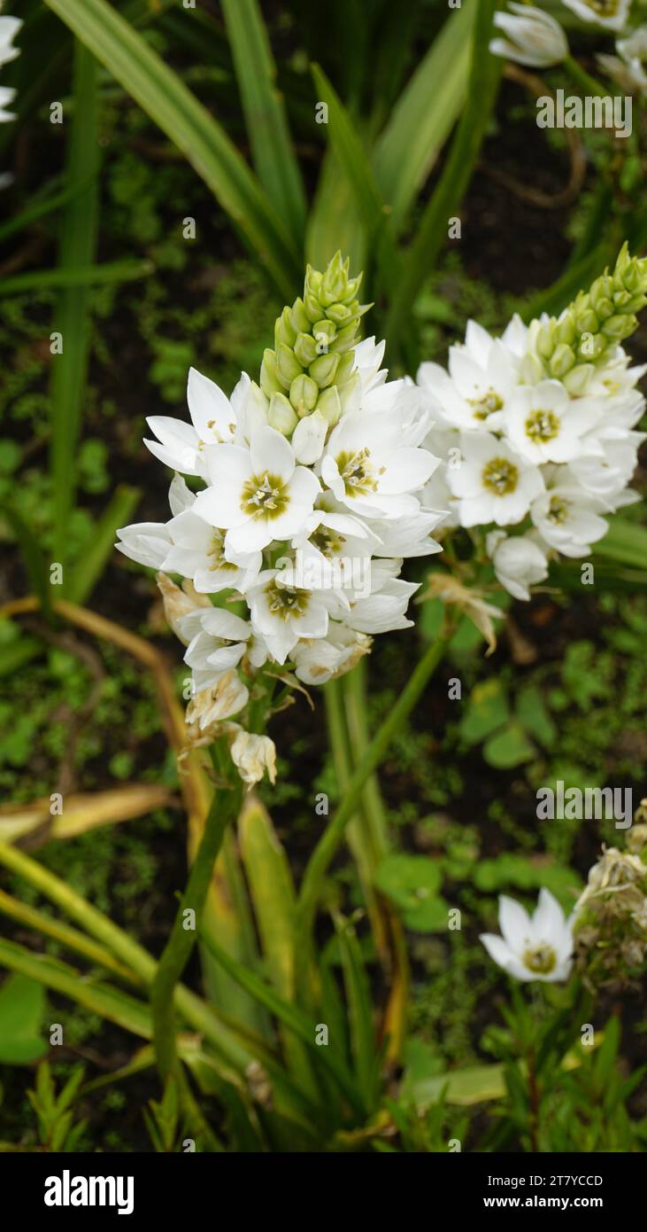 Beautiful flowers of Ornithogalum thyrsoides also known as chirstmas ...
