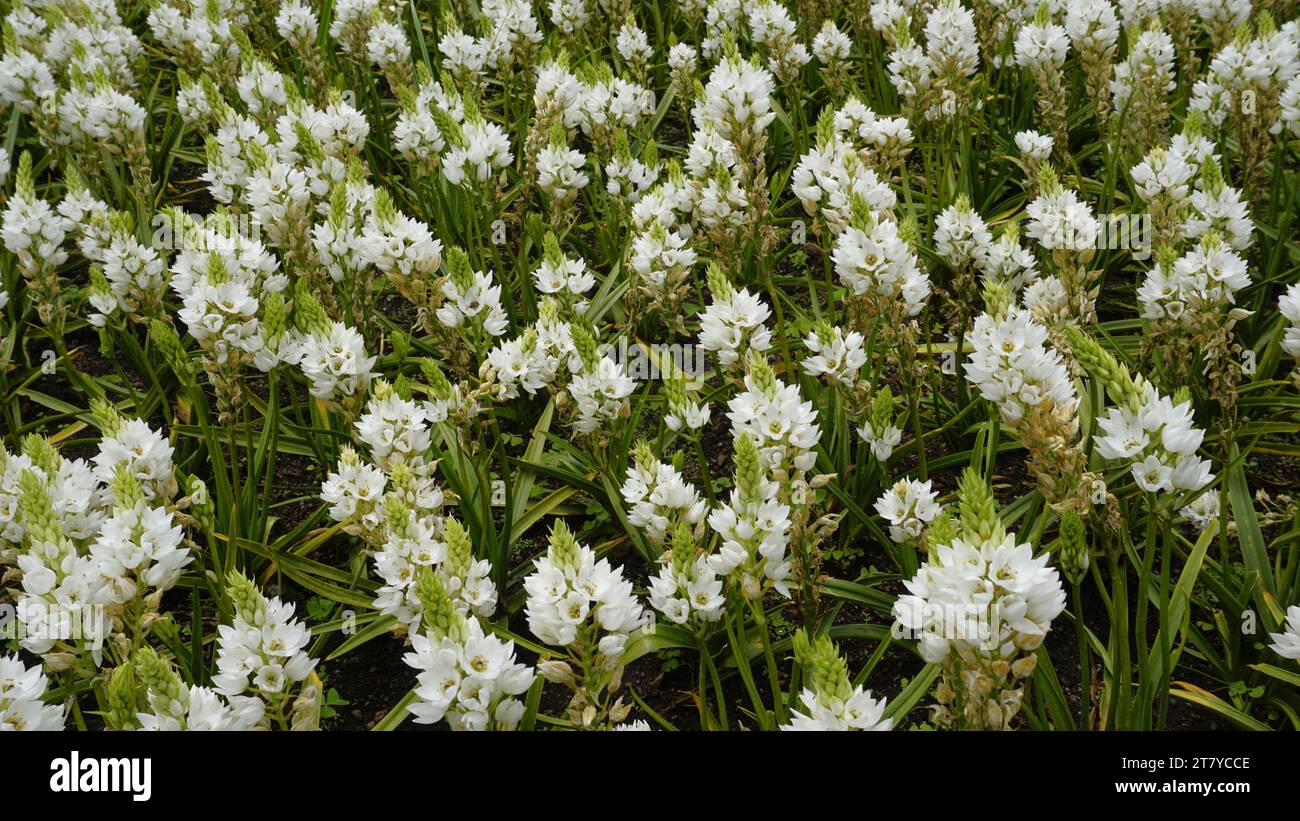 Beautiful flowers of Ornithogalum thyrsoides also known as chirstmas ...