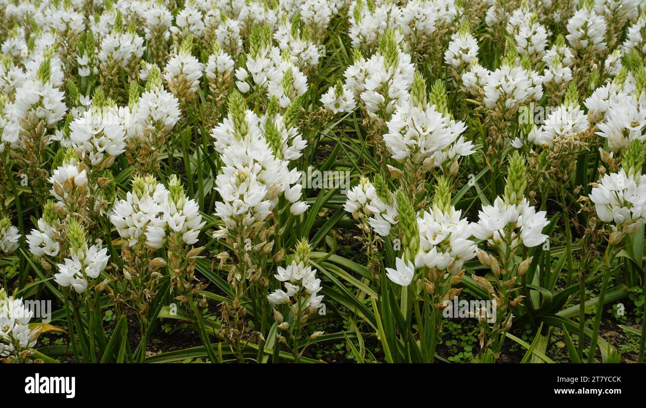 Beautiful flowers of Ornithogalum thyrsoides also known as chirstmas ...