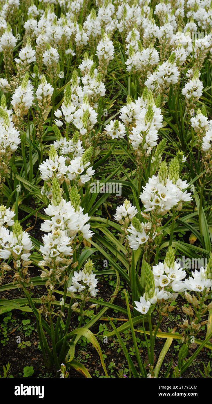Beautiful flowers of Ornithogalum thyrsoides also known as chirstmas ...