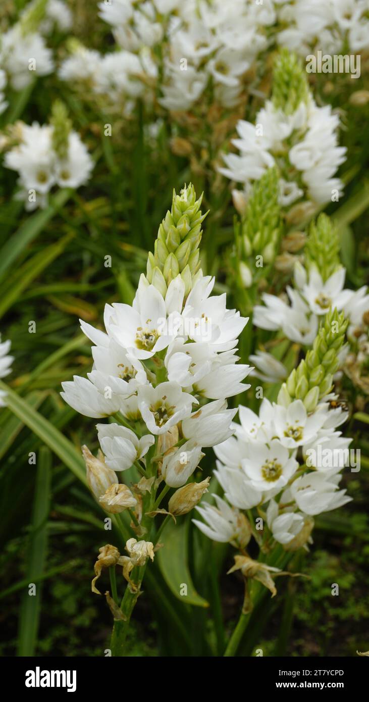 Ornithogalum thyrsoides chincherinchee hi-res stock photography and ...