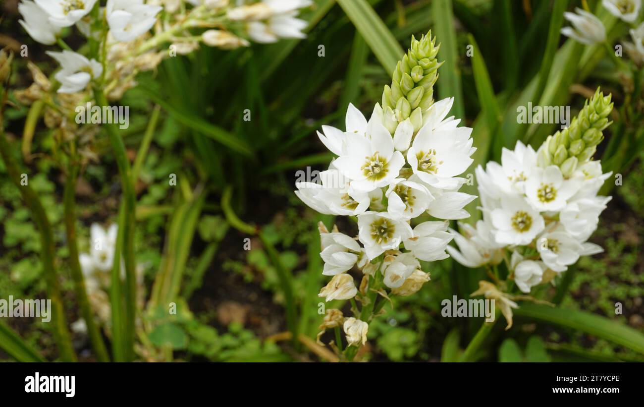Beautiful flowers of Ornithogalum thyrsoides also known as chirstmas ...
