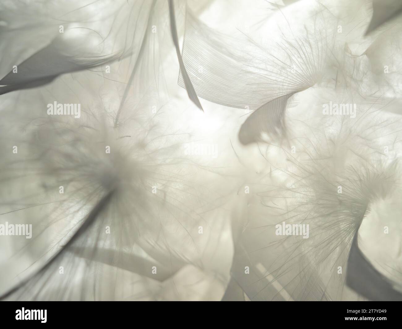 The feather is translucent in the light. The background of feathers and ...