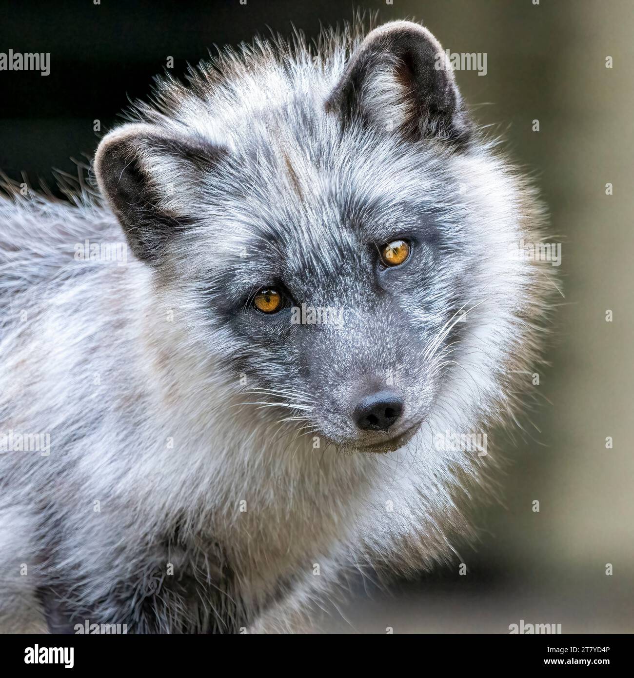 Cute arctic fox hi-res stock photography and images - Alamy