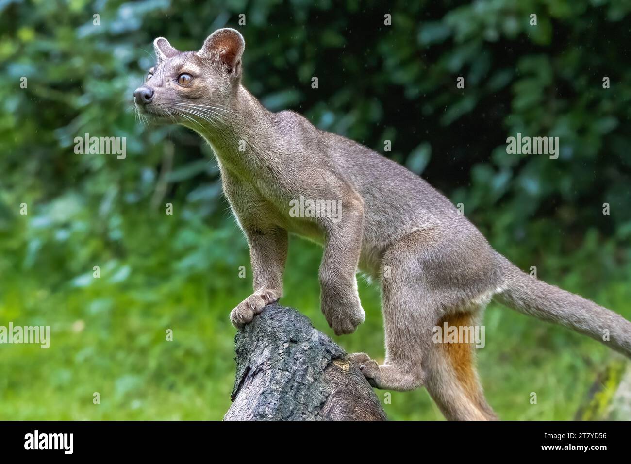 Fossa claws hi-res stock photography and images - Alamy