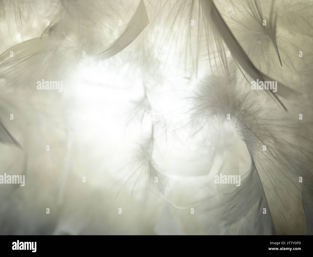 The feather is translucent in the light. The background of feathers and ...