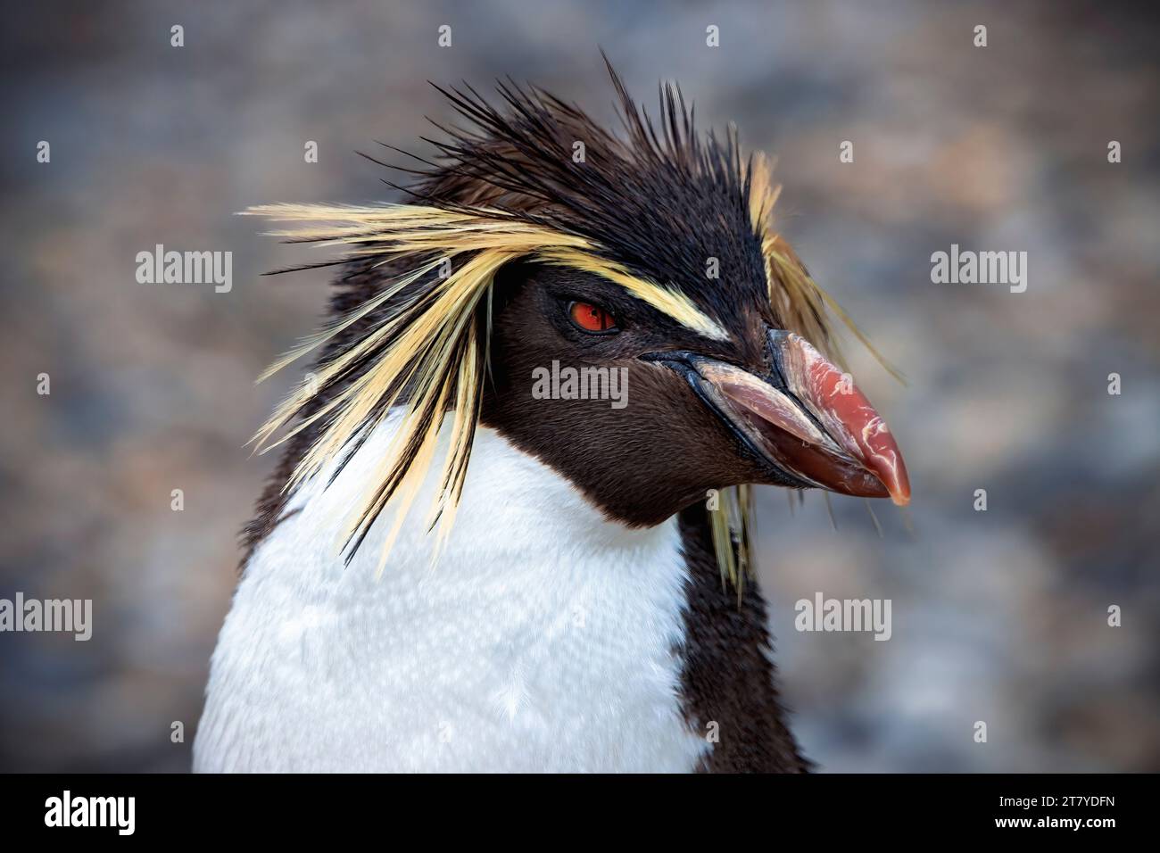 Lovelace penguin hi-res stock photography and images - Alamy