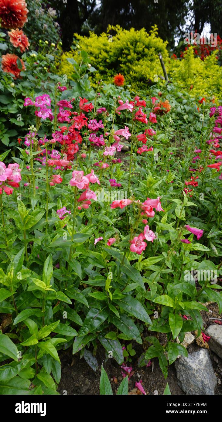 Portrait of Beautiful colourful flowers from plant Penstemon hartwegii ...
