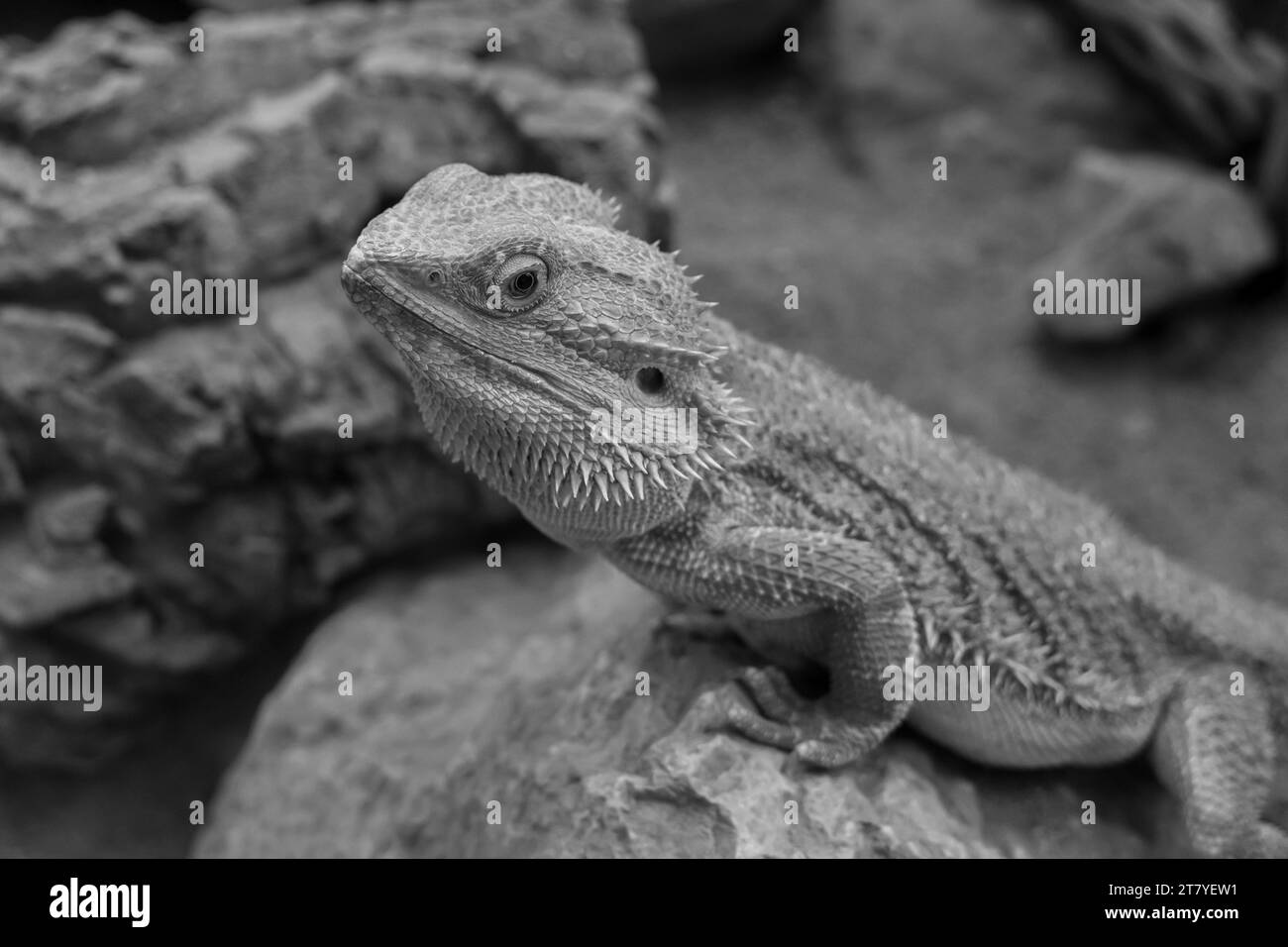 lizards and snakes in germany Stock Photo - Alamy