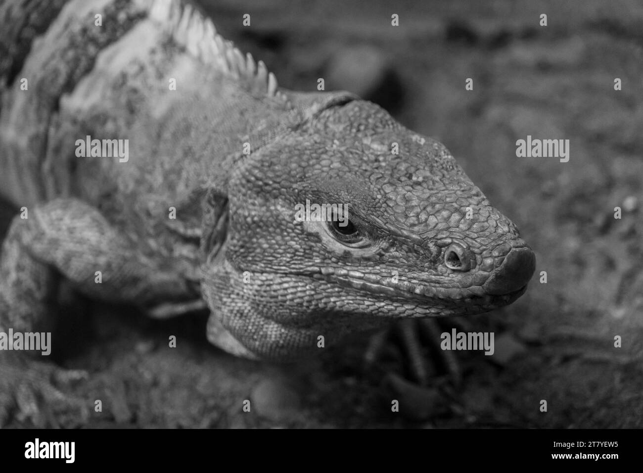 lizards and snakes in germany Stock Photo - Alamy