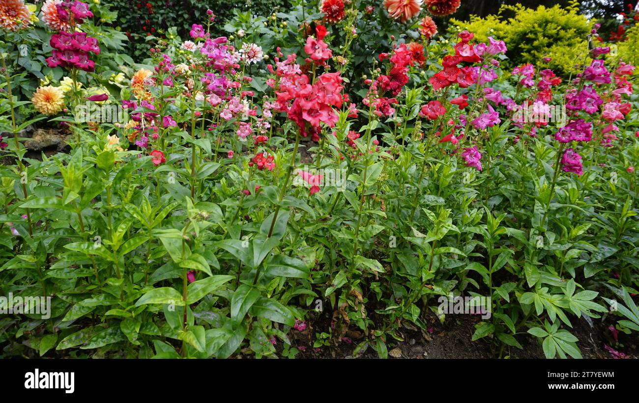 Landscape of Beautiful colourful flowers from plant Penstemon hartwegii ...