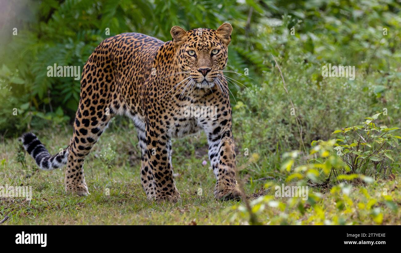 A sub-adult leopard crossing paths in the jungle Stock Photo - Alamy