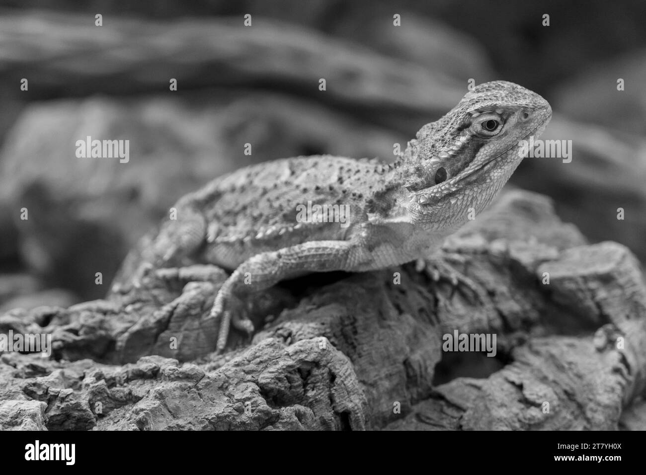 lizards and snakes in germany Stock Photo - Alamy