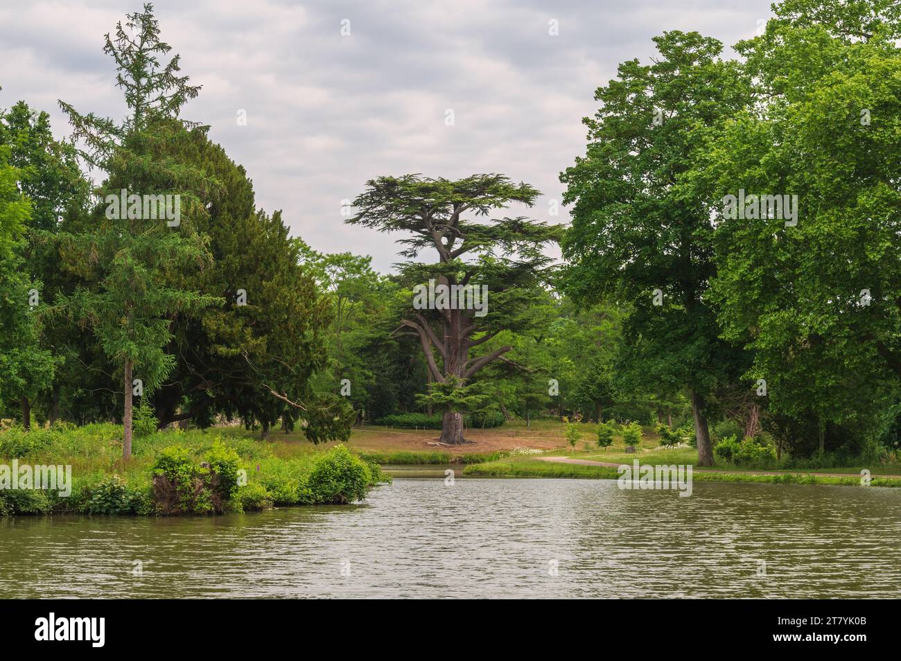 View of the Great Cedar tree by the banks of the Serpentine Lake at ...