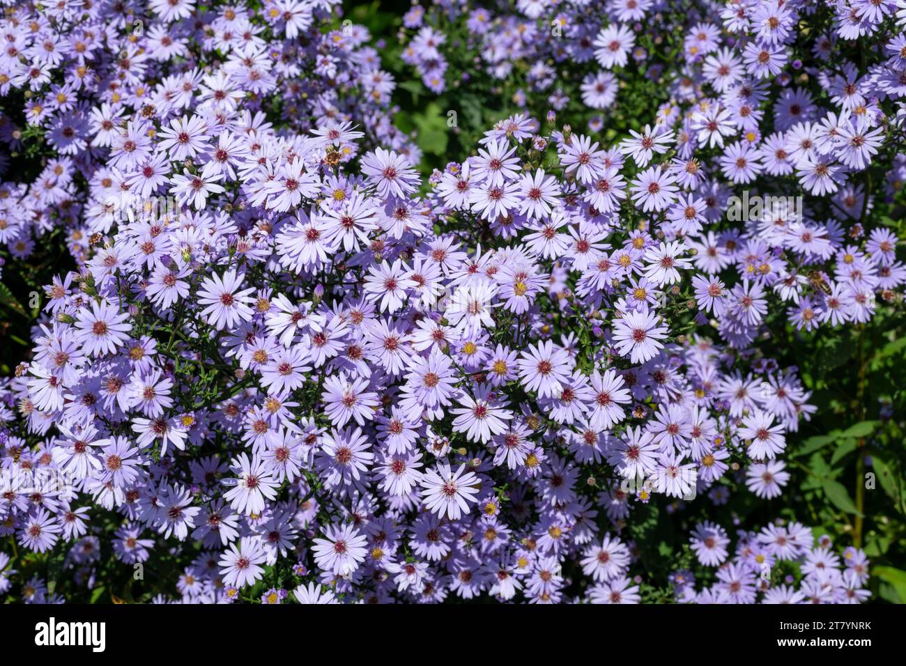 Close up of aromatic aster (symphyotrichum oblongifolium) flowers in ...