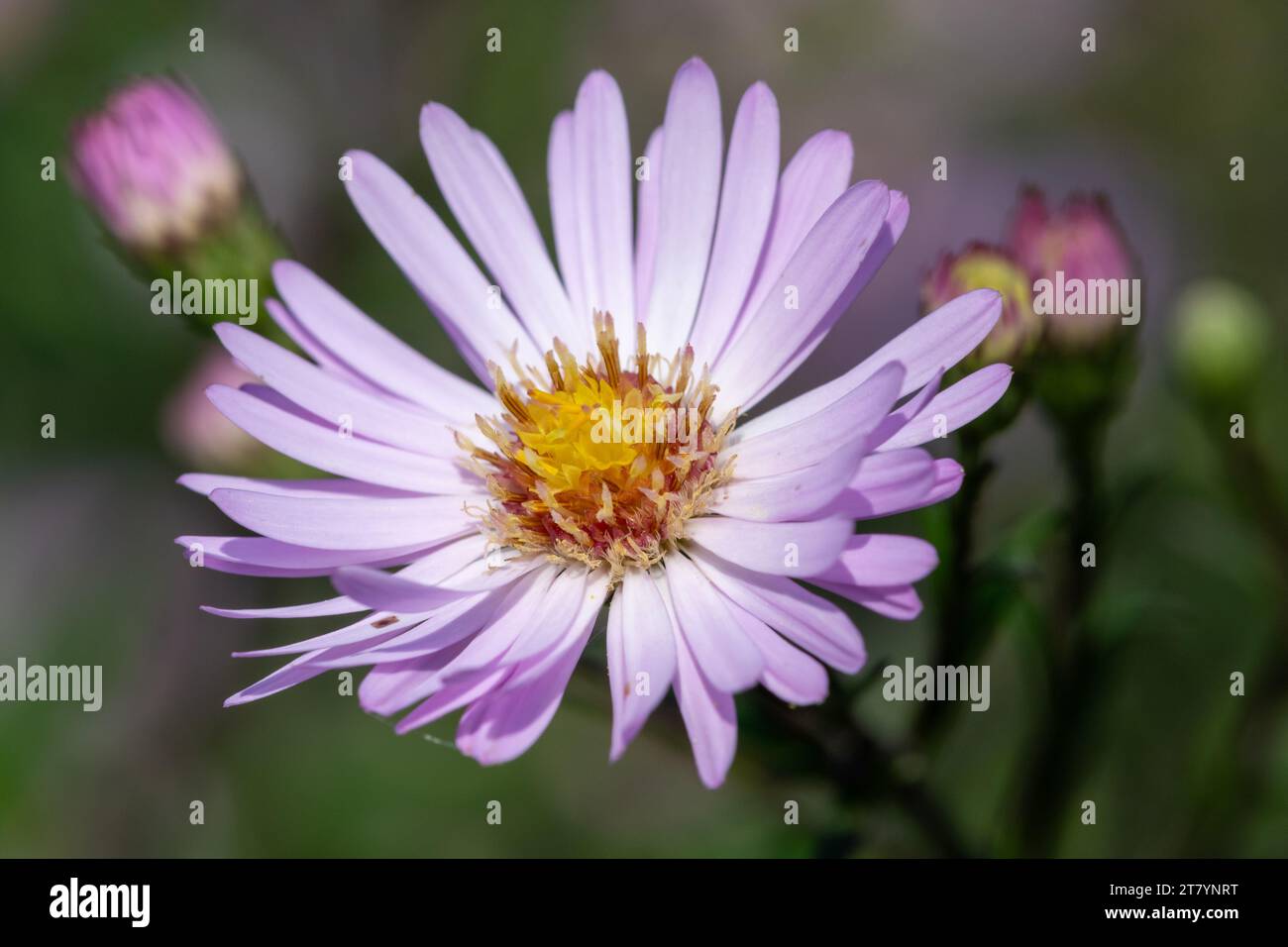 Macro shot of an aromatic aster (symphyotrichum oblongifolium) flower ...