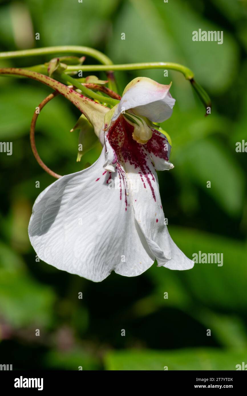 Close up of a dyers busy lizzie (impatiens tinctoria) flower in bloom ...