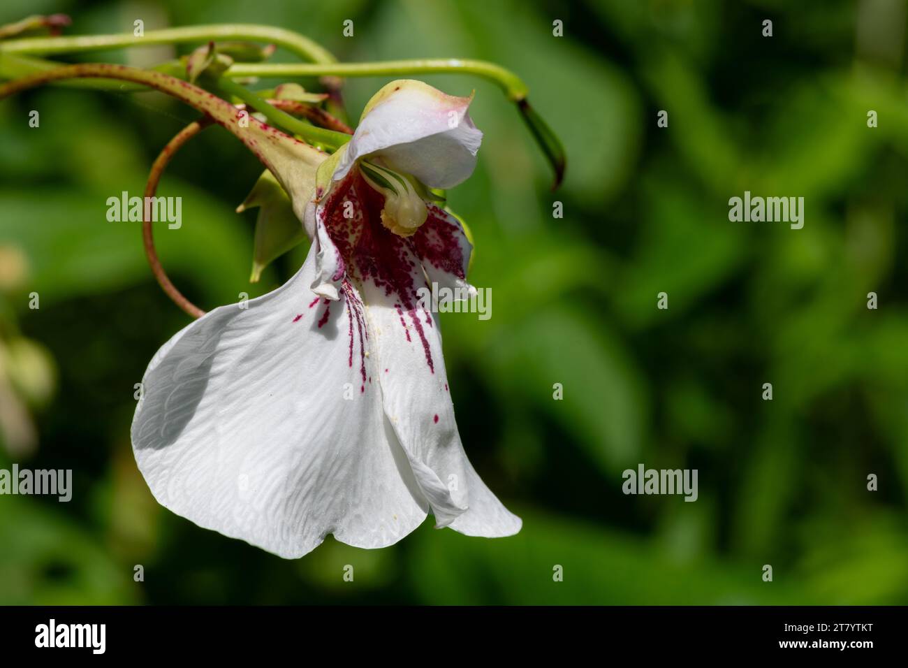 Close up of a dyers busy lizzie (impatiens tinctoria) flower in bloom ...