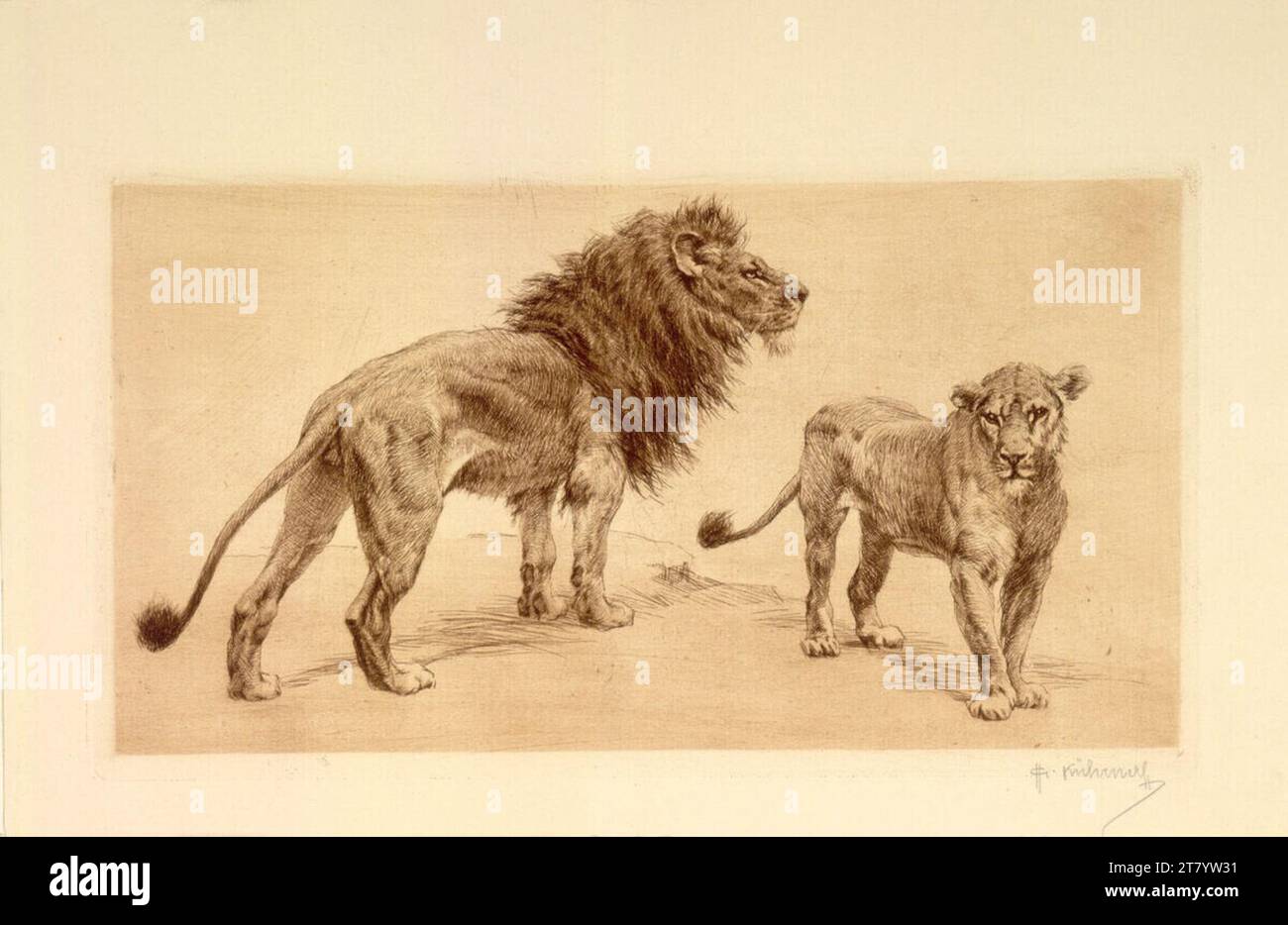 Georg Heinrich Kührner Lion and Löwin. Etching; brown (around 1900 ...