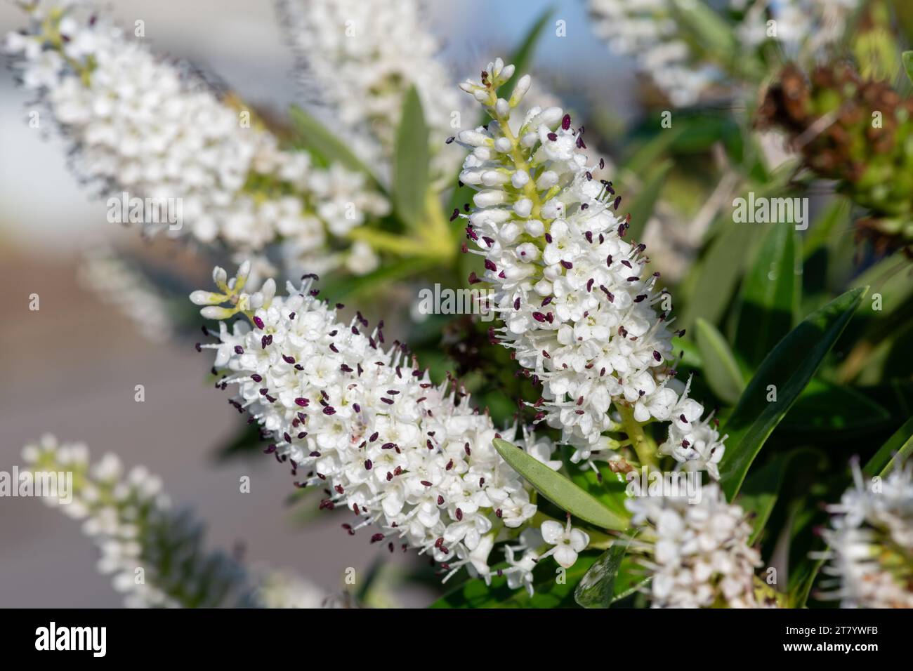 Hebe in bloom hi-res stock photography and images - Alamy