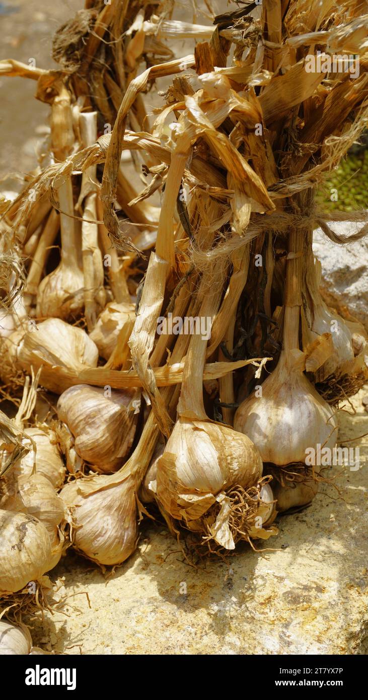 Organic Mountain Hill Garlic or Malai Poondu cultivated and kept for ...