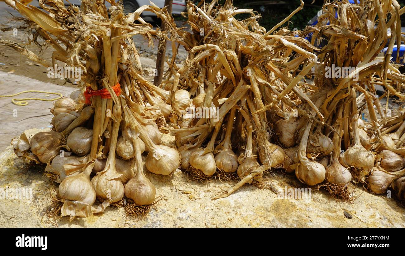 Organic Mountain Hill Garlic or Malai Poondu cultivated and kept for ...