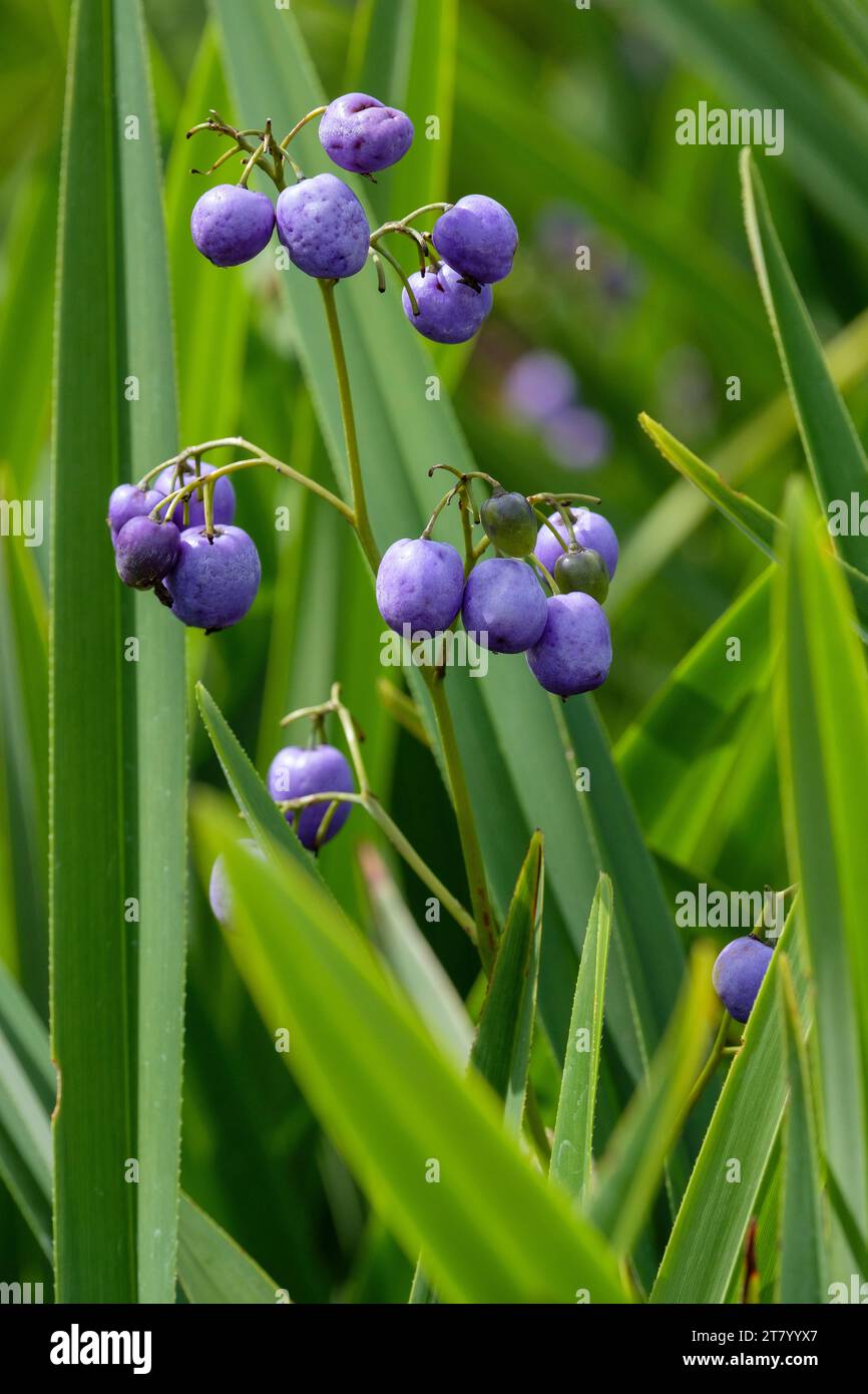 Dianella hi-res stock photography and images - Alamy