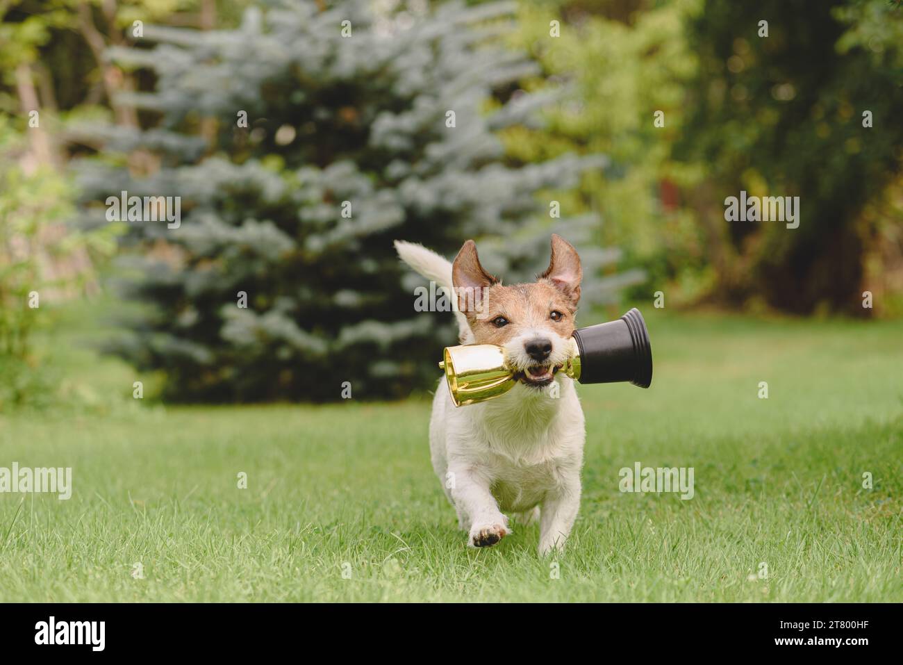 Winner dog holding prize cup trophy Stock Photo - Alamy