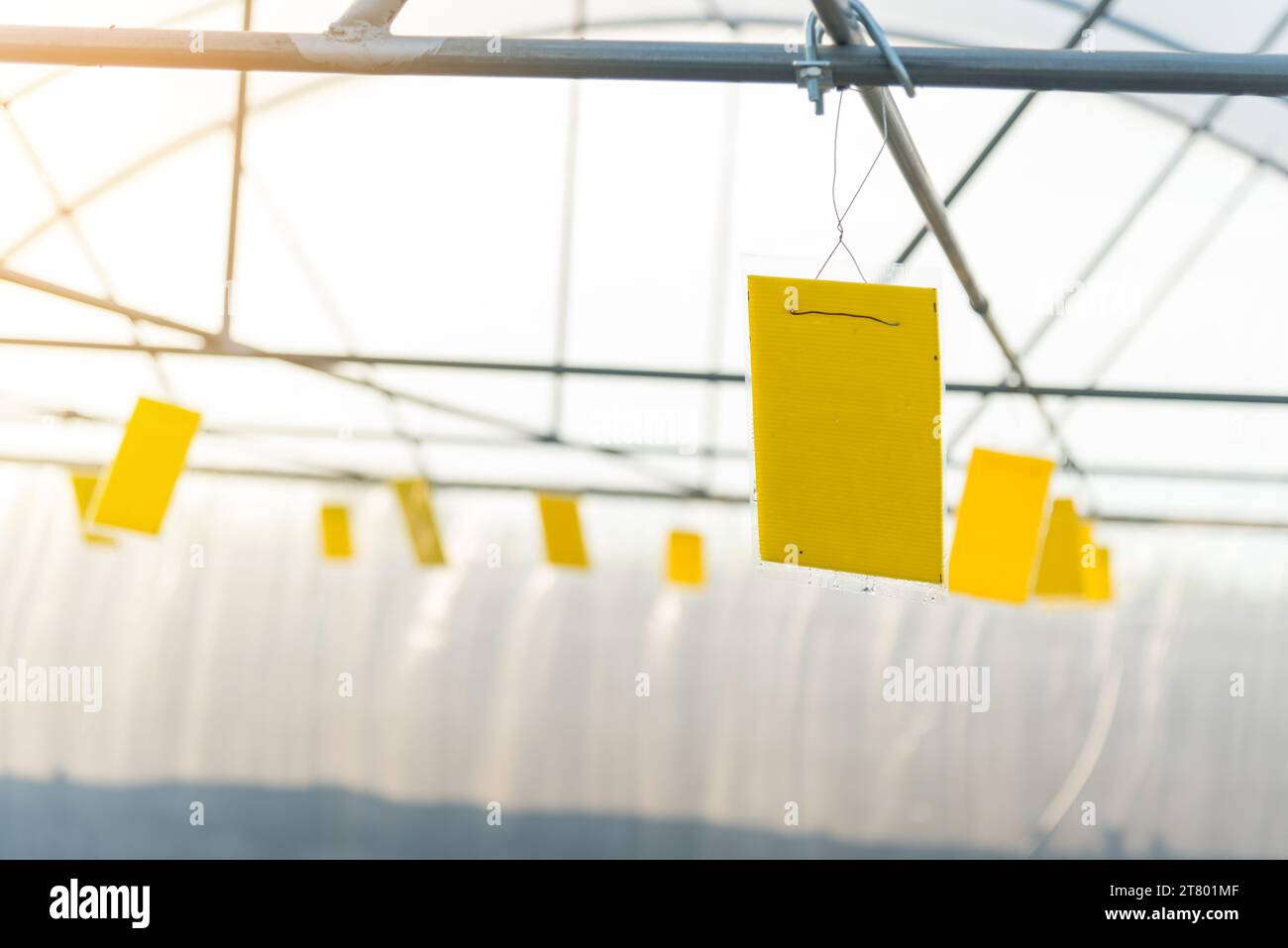 Plastic insect trap hi-res stock photography and images - Alamy