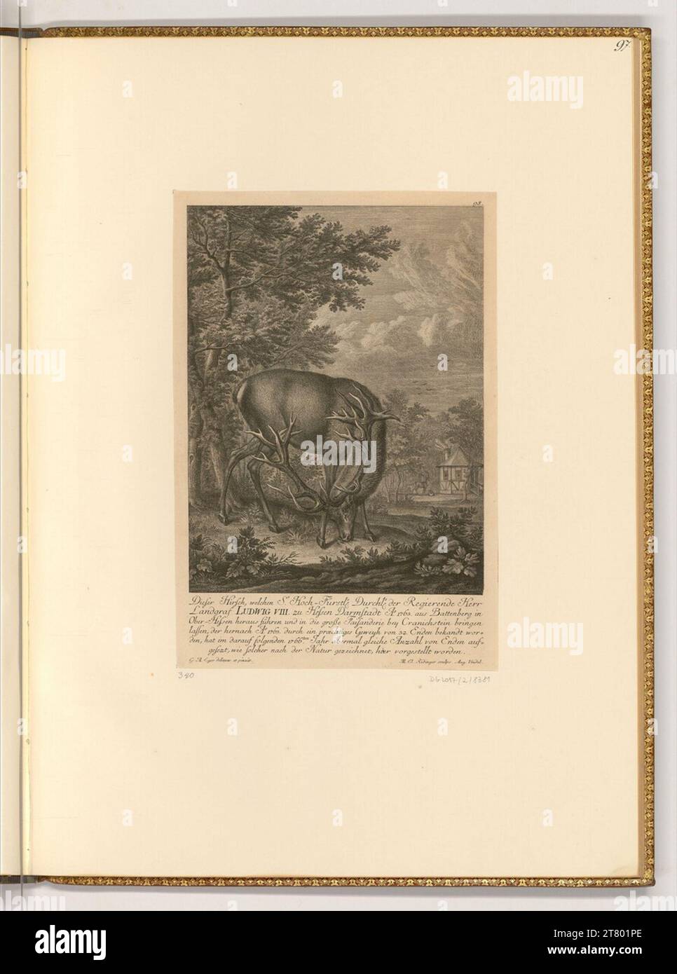 Hirsch martin hi-res stock photography and images - Alamy