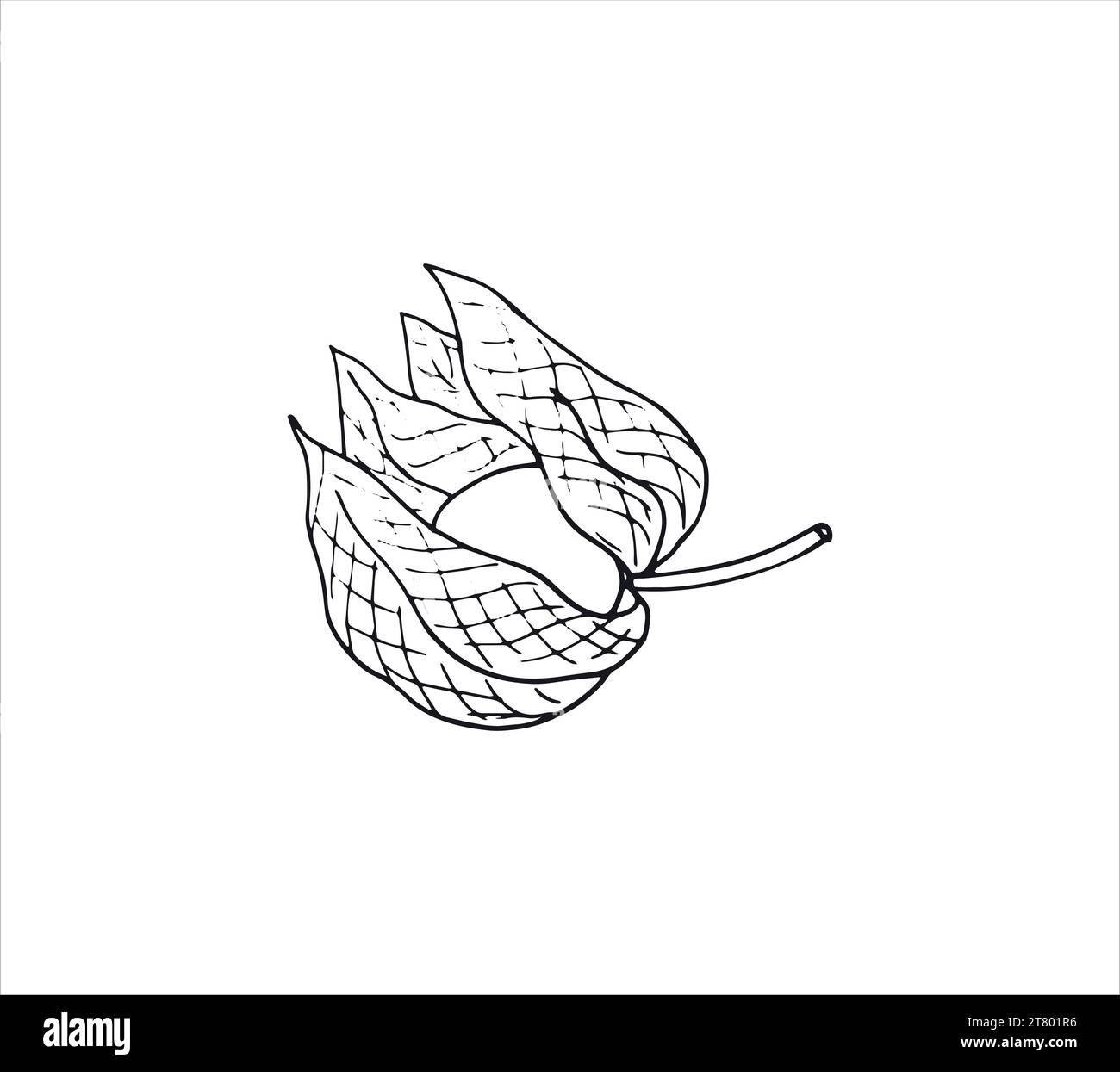 Hand-drawn physalis. Tomatillo, plant, and fruit. Isolated vector ...