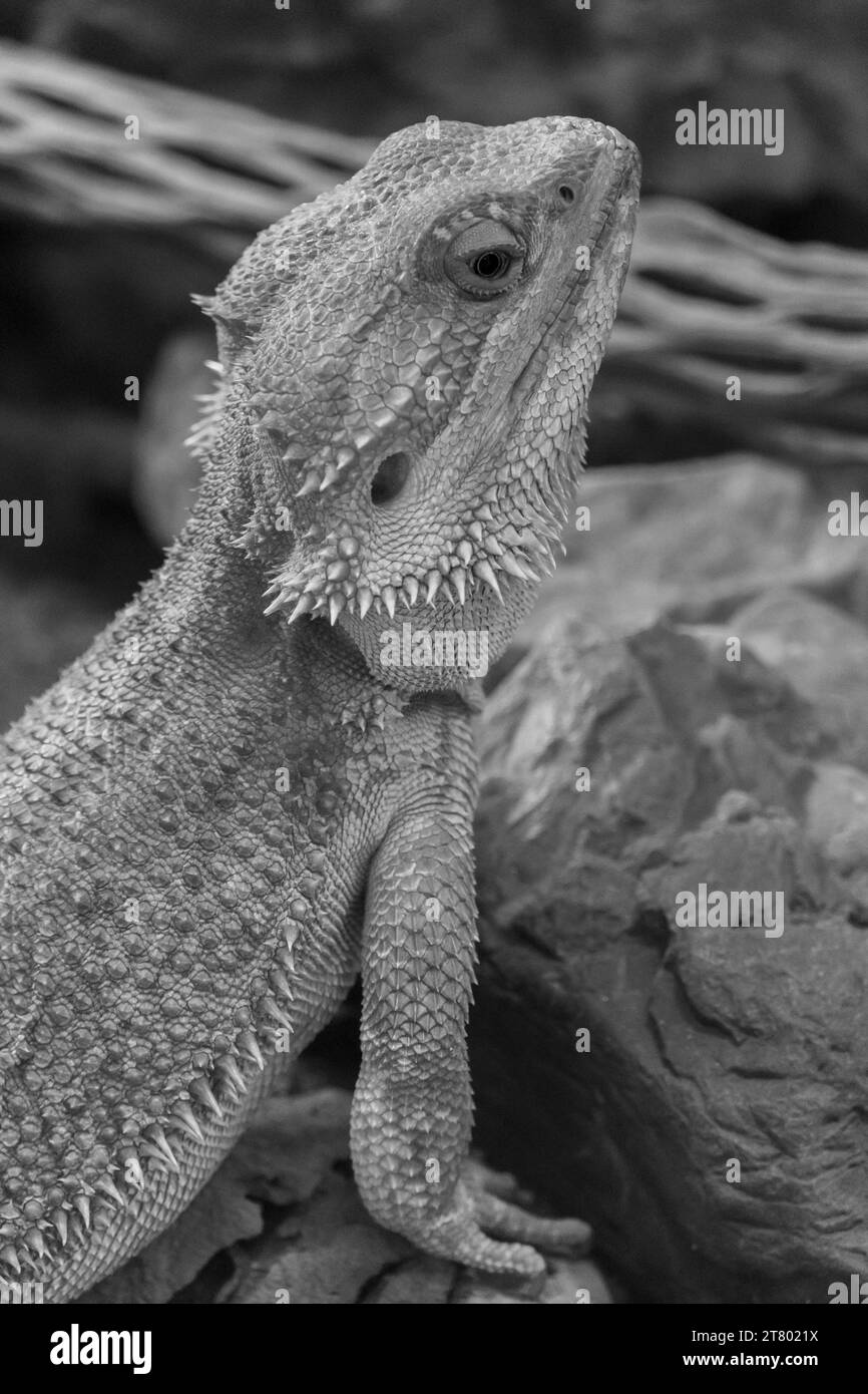 lizards and snakes in germany Stock Photo - Alamy