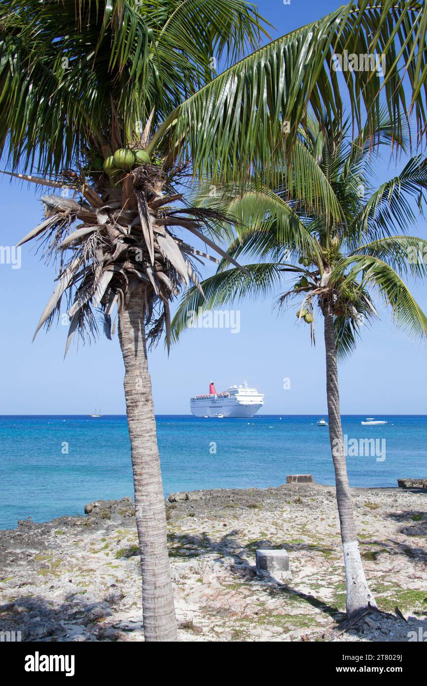 The view of two Grand Cayman island palm trees with iguana sitting on a ...