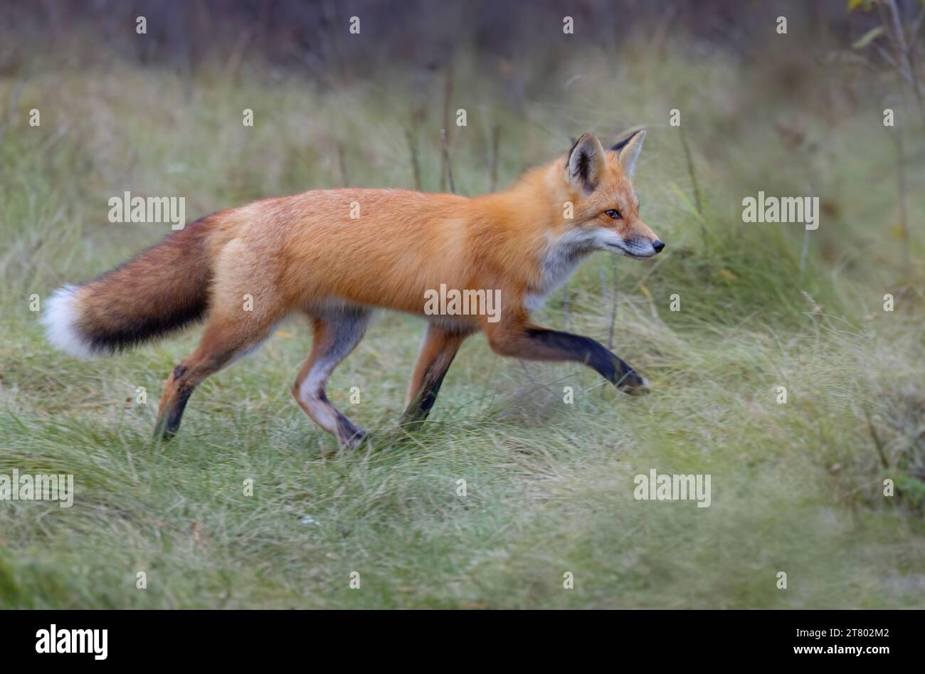 A young red fox walking through the grassy meadow in autumn Stock Photo ...