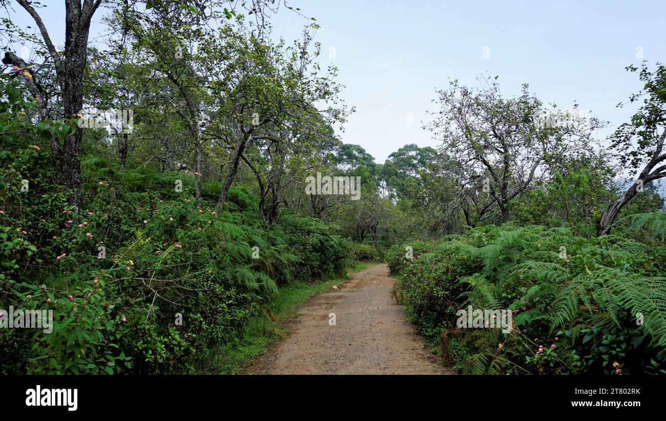 Beautiful scenery of kodaikanal forest road with clear sky at top and ...