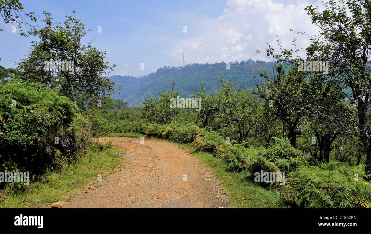 Beautiful scenery of kodaikanal forest road with clear sky at top and ...