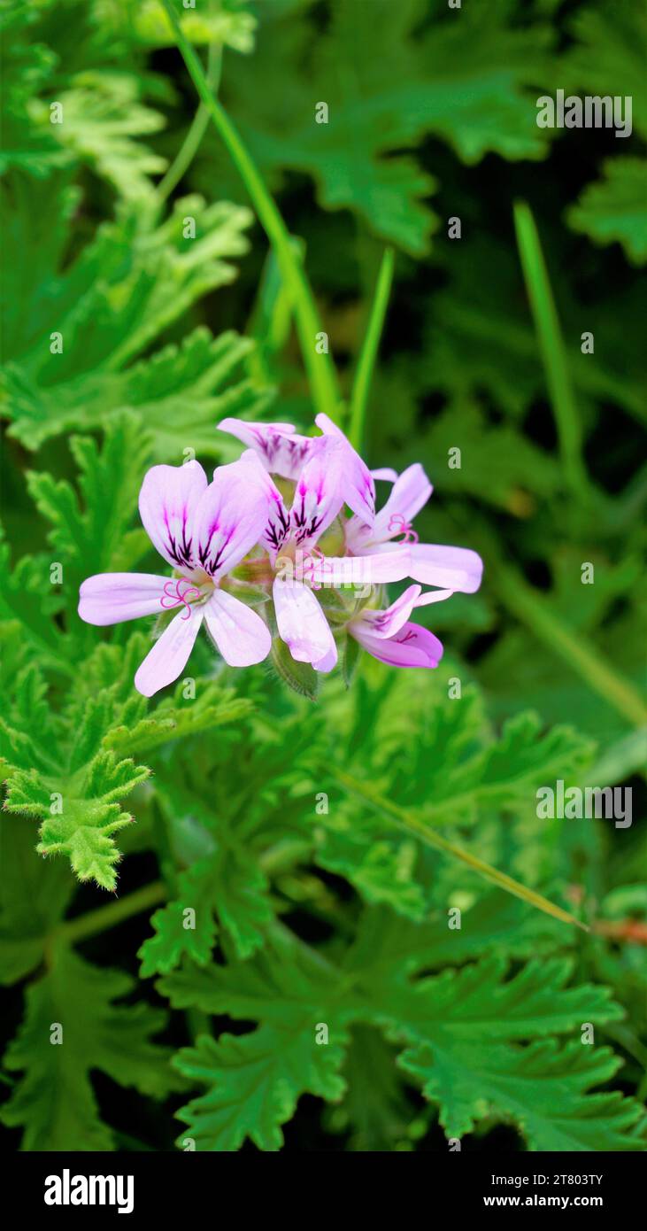 Closeup of flower head of Pelargonium graveolens also known as Rose ...
