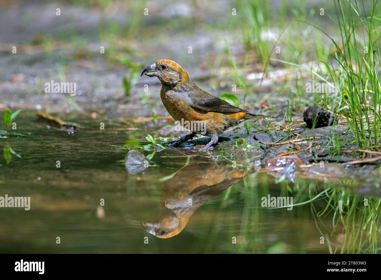 Red crossbill / common crossbill (Loxia curvirostra) male drinking ...