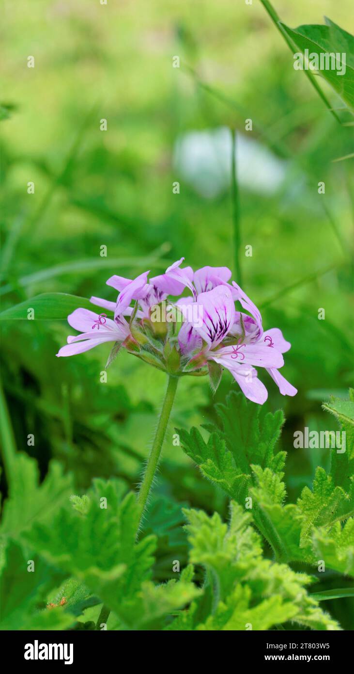 Closeup of flower head of Pelargonium graveolens also known as Rose ...