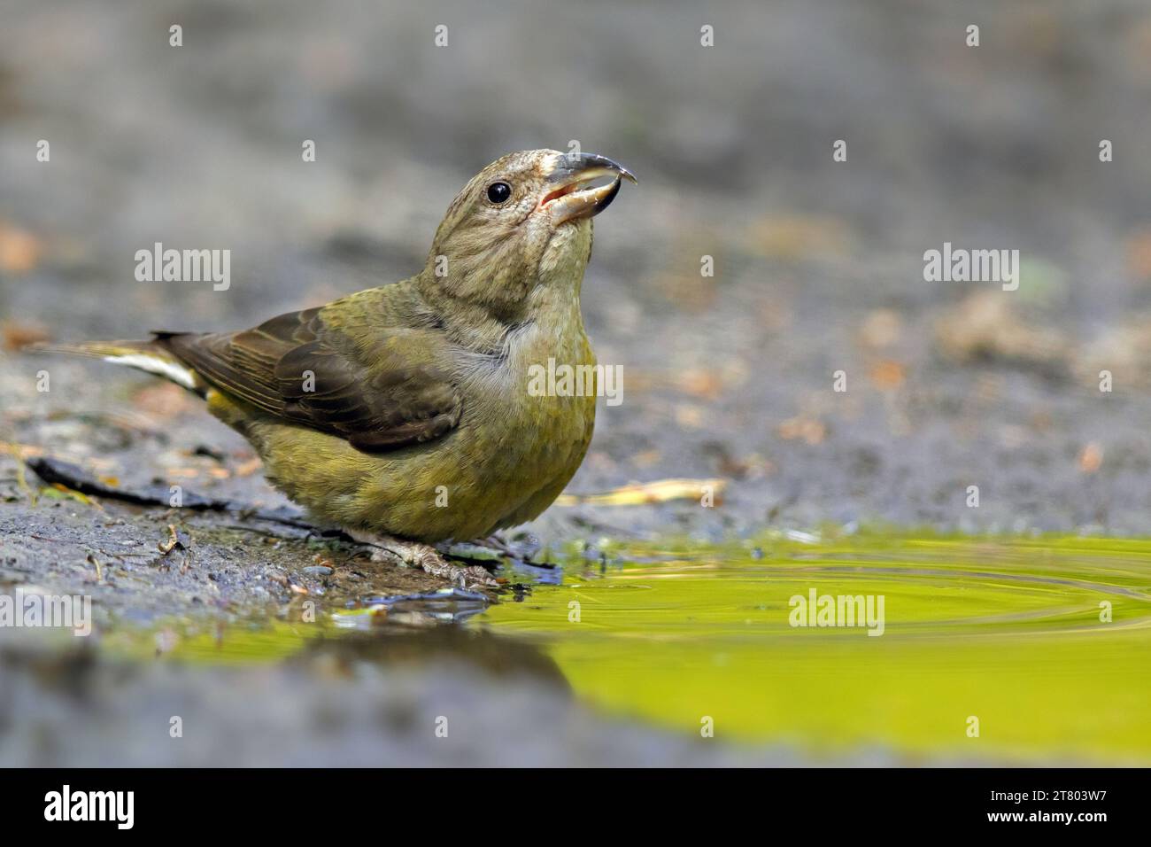 Red crossbill / common crossbill (Loxia curvirostra) female drinking ...