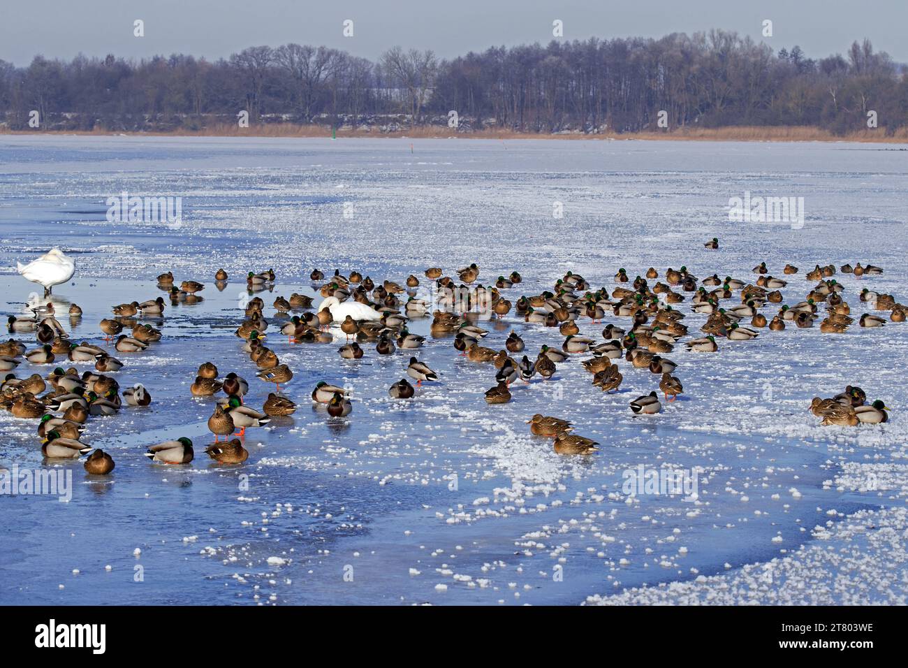 Mallards on frozen pond hi-res stock photography and images - Alamy