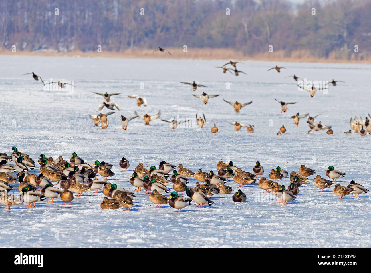 Mallards in lake winter hi-res stock photography and images - Alamy