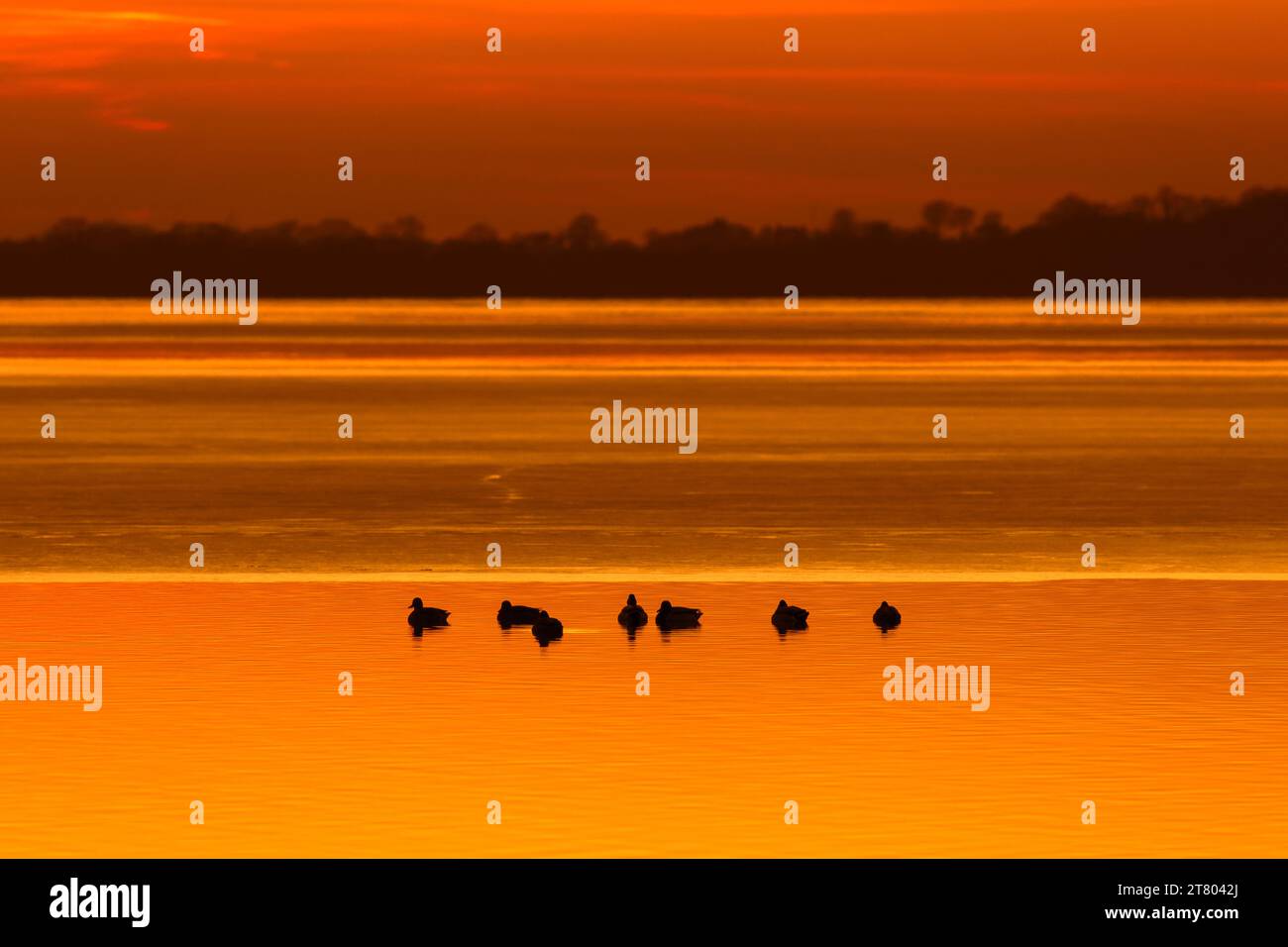 Silhouette of mallards / wild ducks (Anas platyrhynchos) flock resting ...