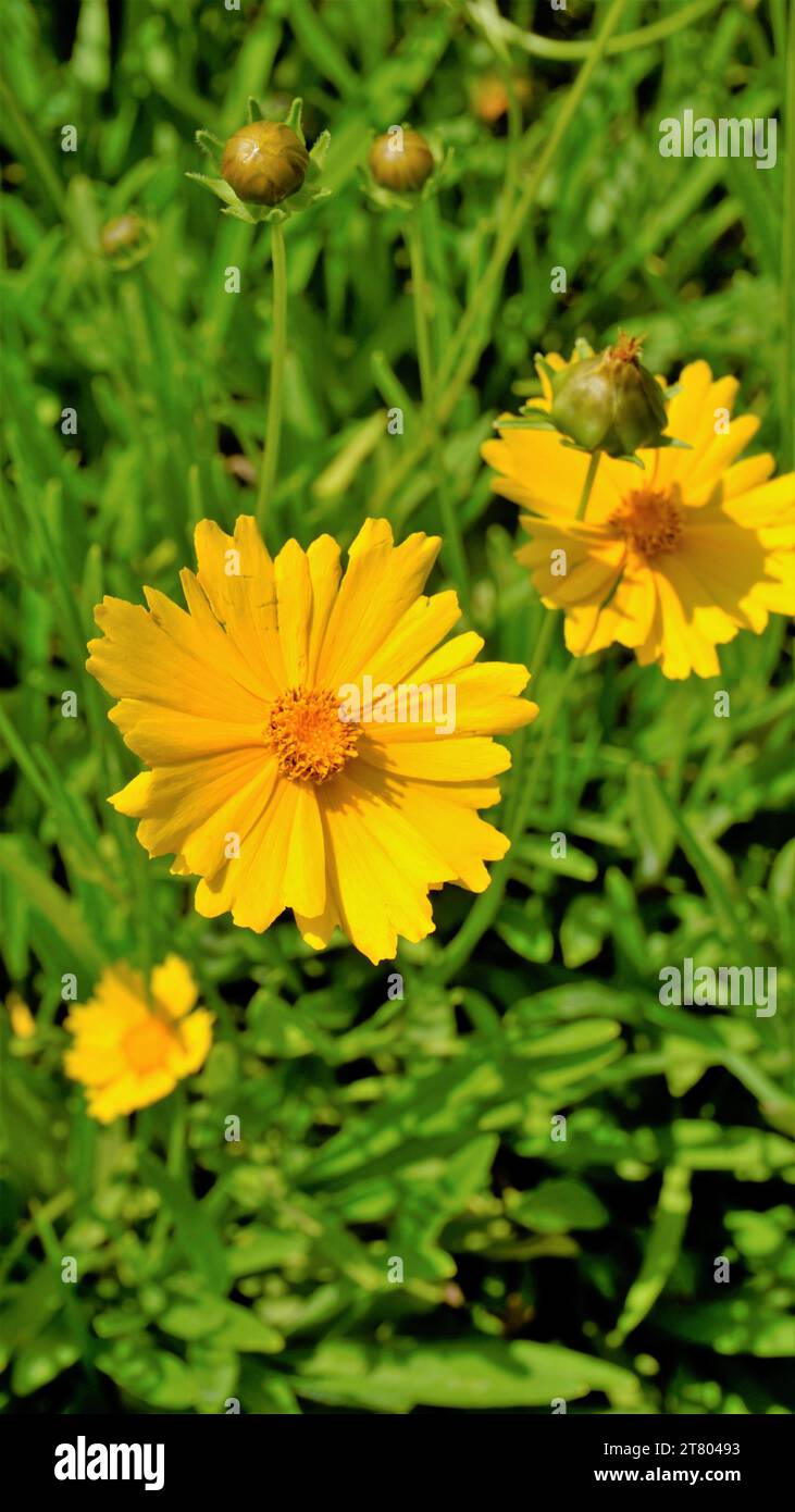 Closeup of beautiful yellow flowers of Coreopsis lanceolata also known ...